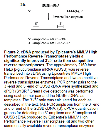 MMLV Reverse Transcriptase 1st-Strand | cDNA Synthese | PCR / qPCR / cDNA Synthese ...