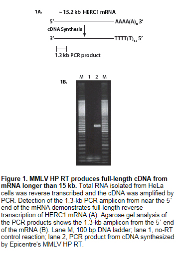 MMLV Reverse Transcriptase 1st-Strand | cDNA Synthese | PCR / qPCR / cDNA Synthese ...