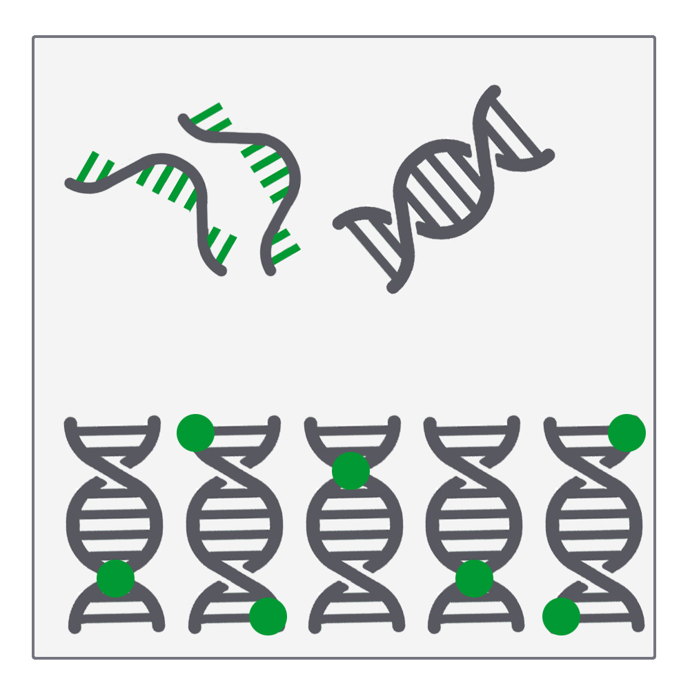 qPCR und qRT-PCR Kits | Biozym Scientific GmbH