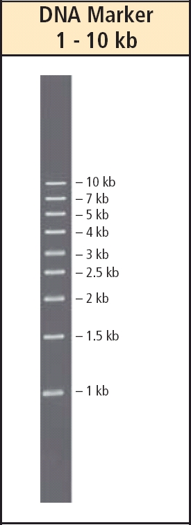 DNA Marker, 1 - 10 kb | DNA und RNA Marker | Molekularbiologie ...