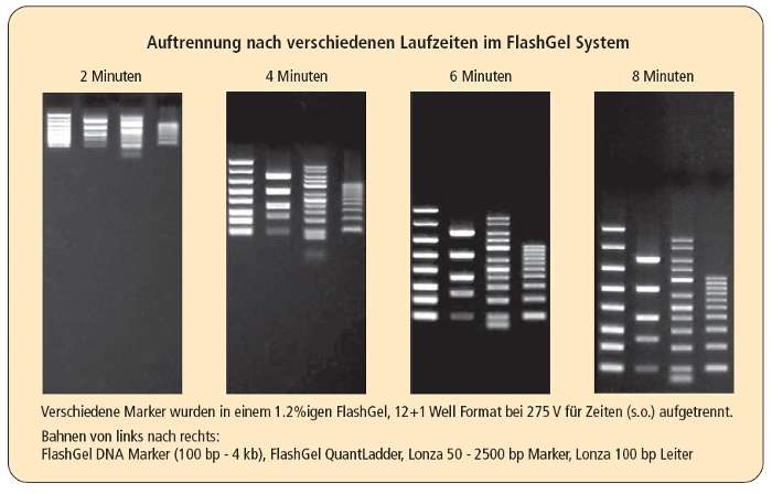FlashGel DNA Marker, 100 bp - 4 kb | FlashGel-System und Zubehör ...